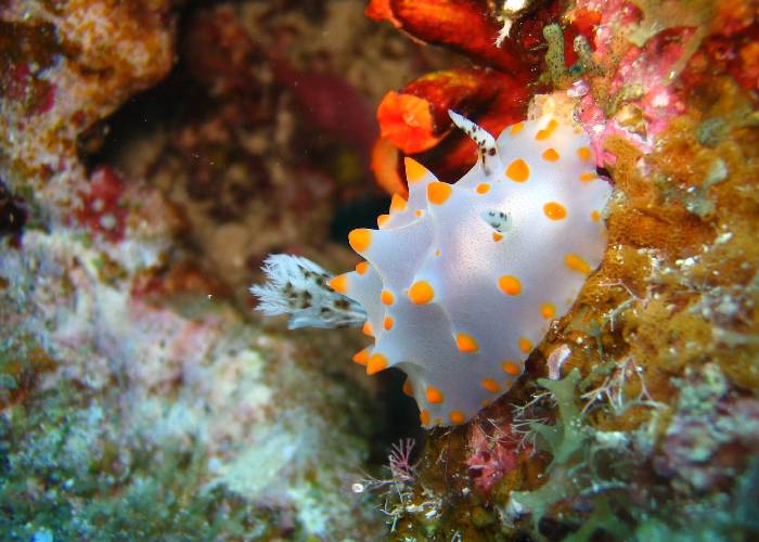Diving in Okinawa