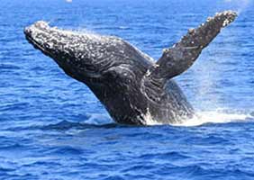 VISIT OKINAWA JAPAN | Official Okinawa Travel Guide